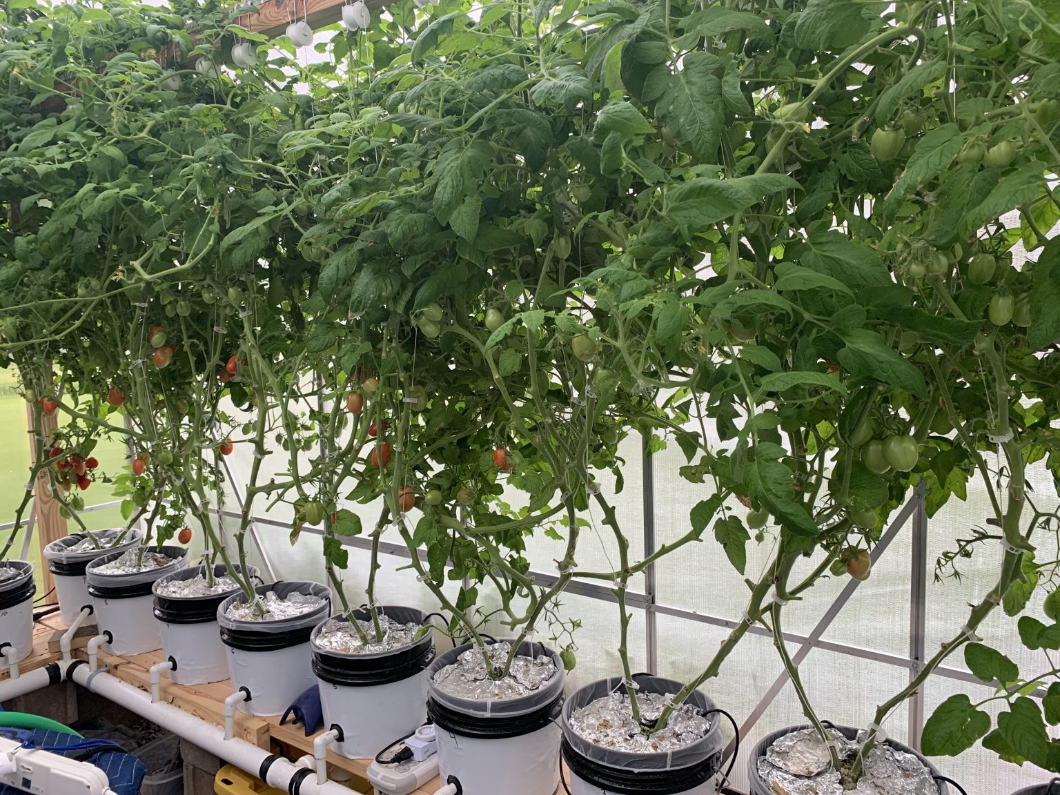 Dutch Bucket System – South Carolina Hydroponics